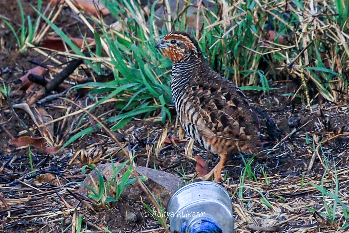 eBird India Checklist - 9 Jun 2023 - Pabe ghat - 42 species