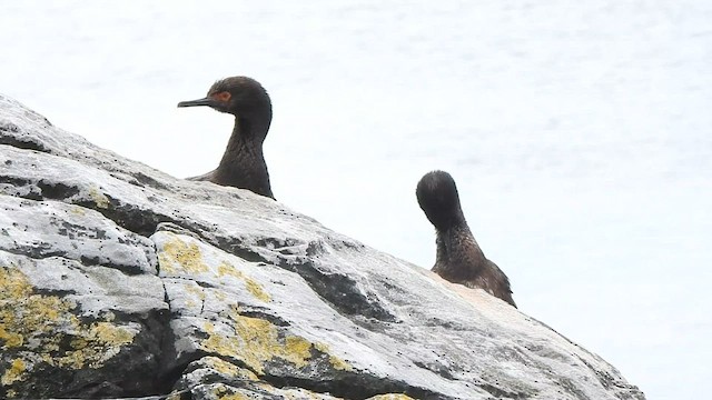 搜索媒体——Macaulay Library和eBird