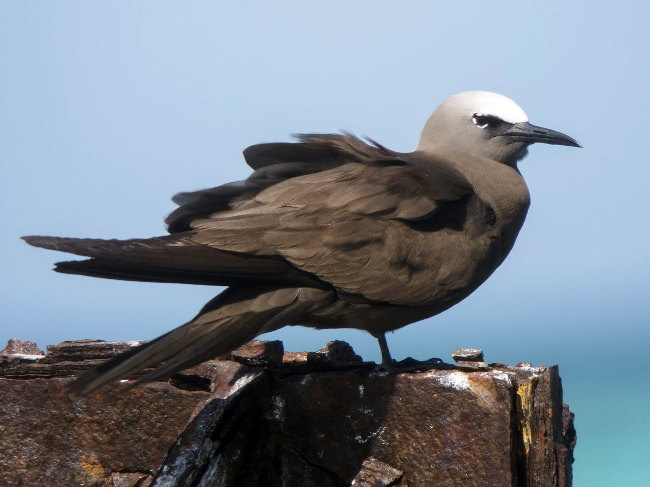 Brown Noddy - eBird
