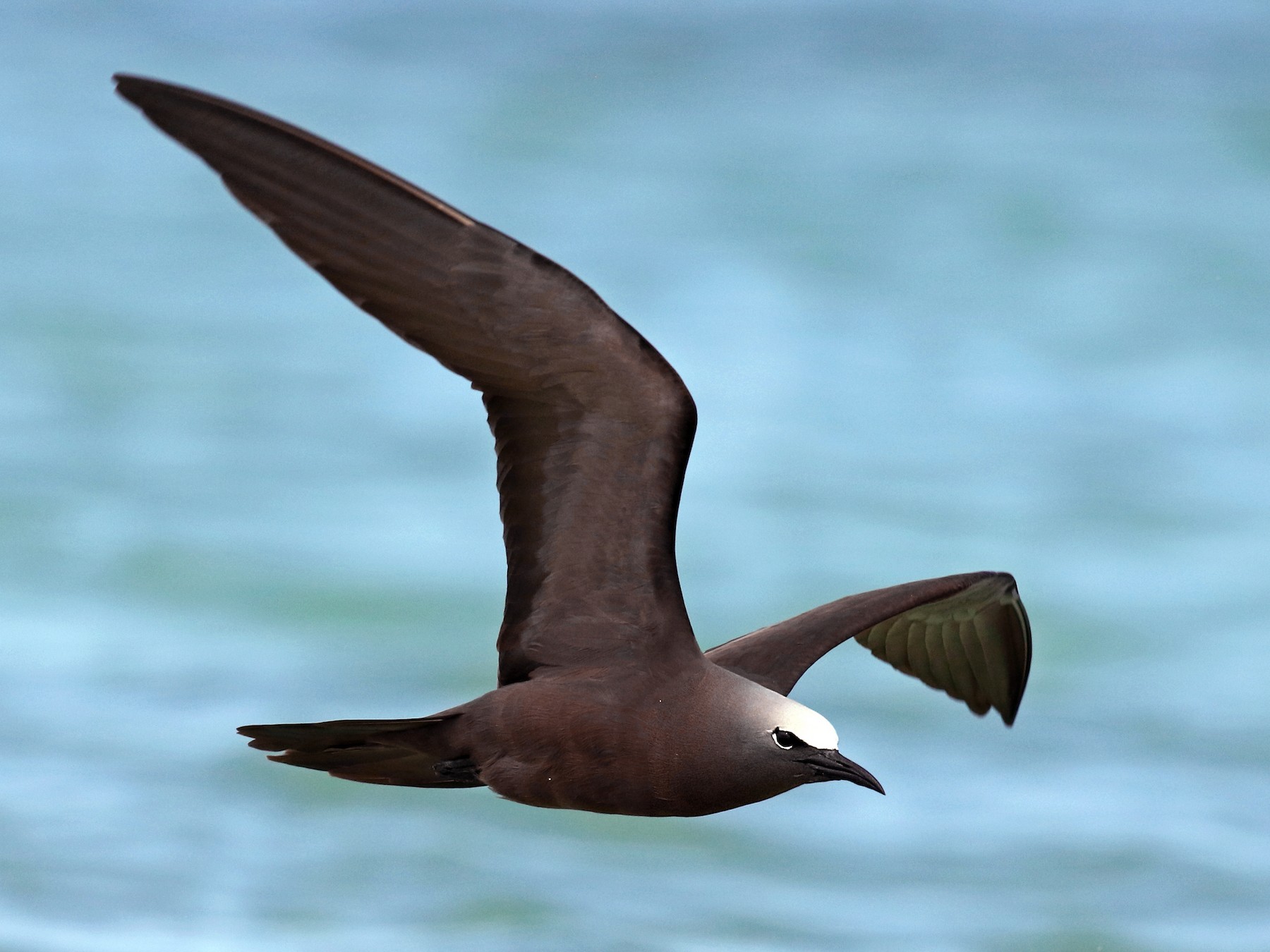 Brown Noddy - eBird