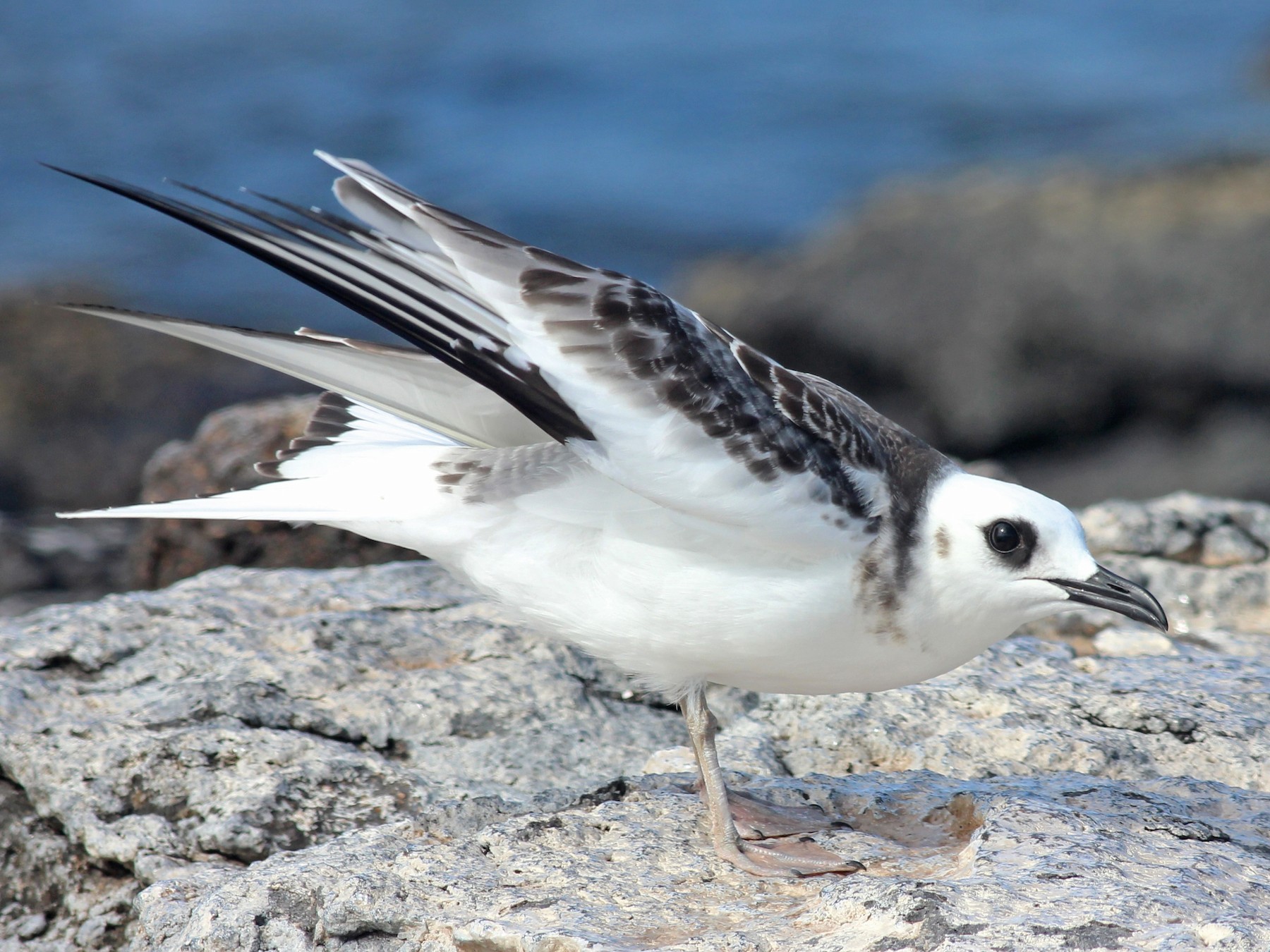 Swallow-tailed Gull - eBird