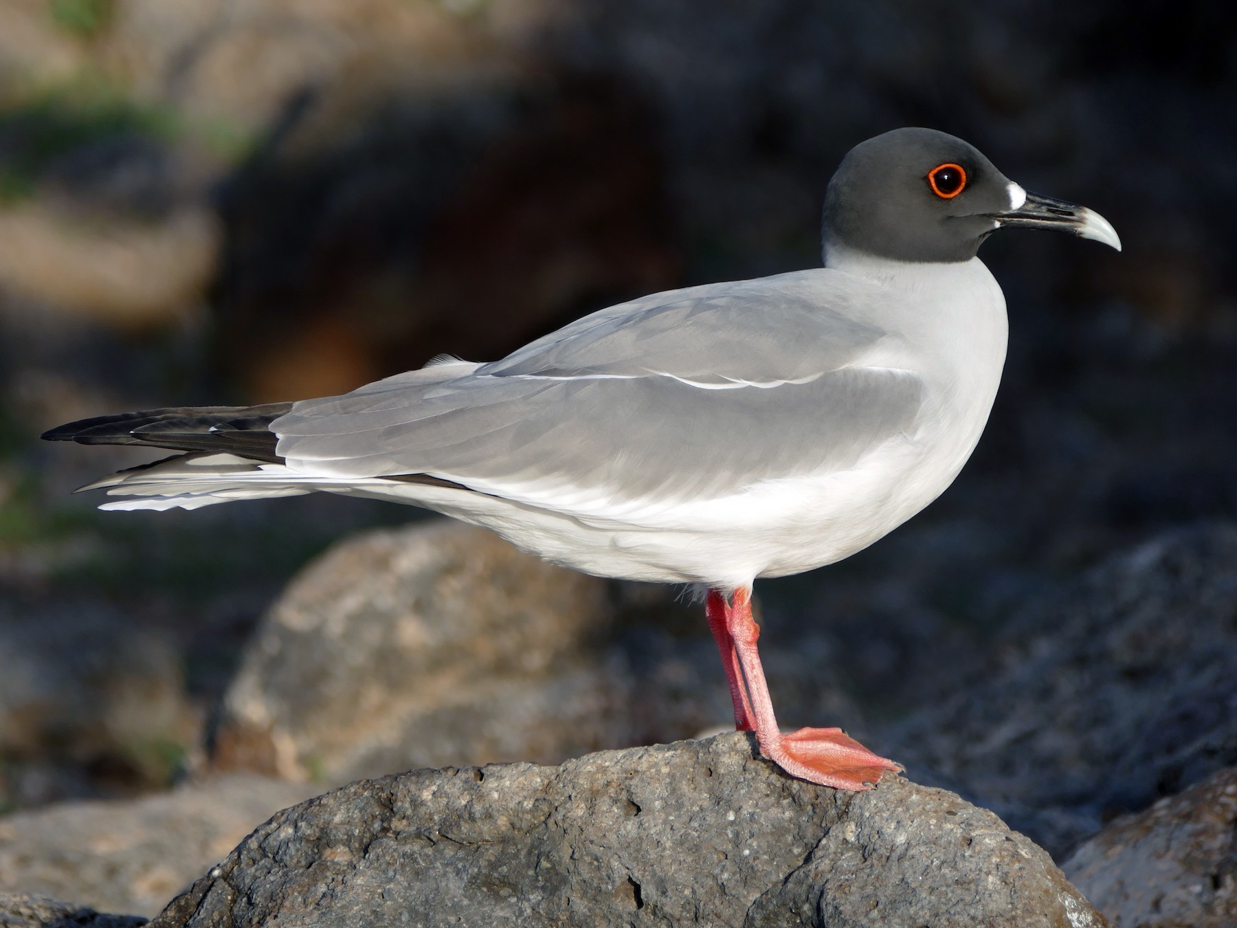 Swallow-tailed Gull - eBird