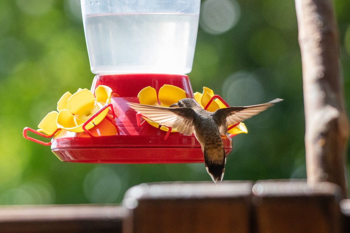 eBird Checklist - 5 Jun 2023 - PN Cerro Azul Meámbar--PANACAM Lodge ...