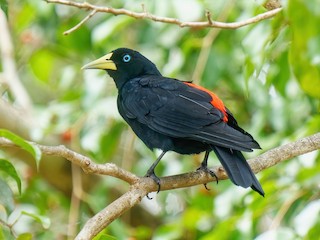 Red-rumped Cacique - Cacicus haemorrhous - Birds of the World