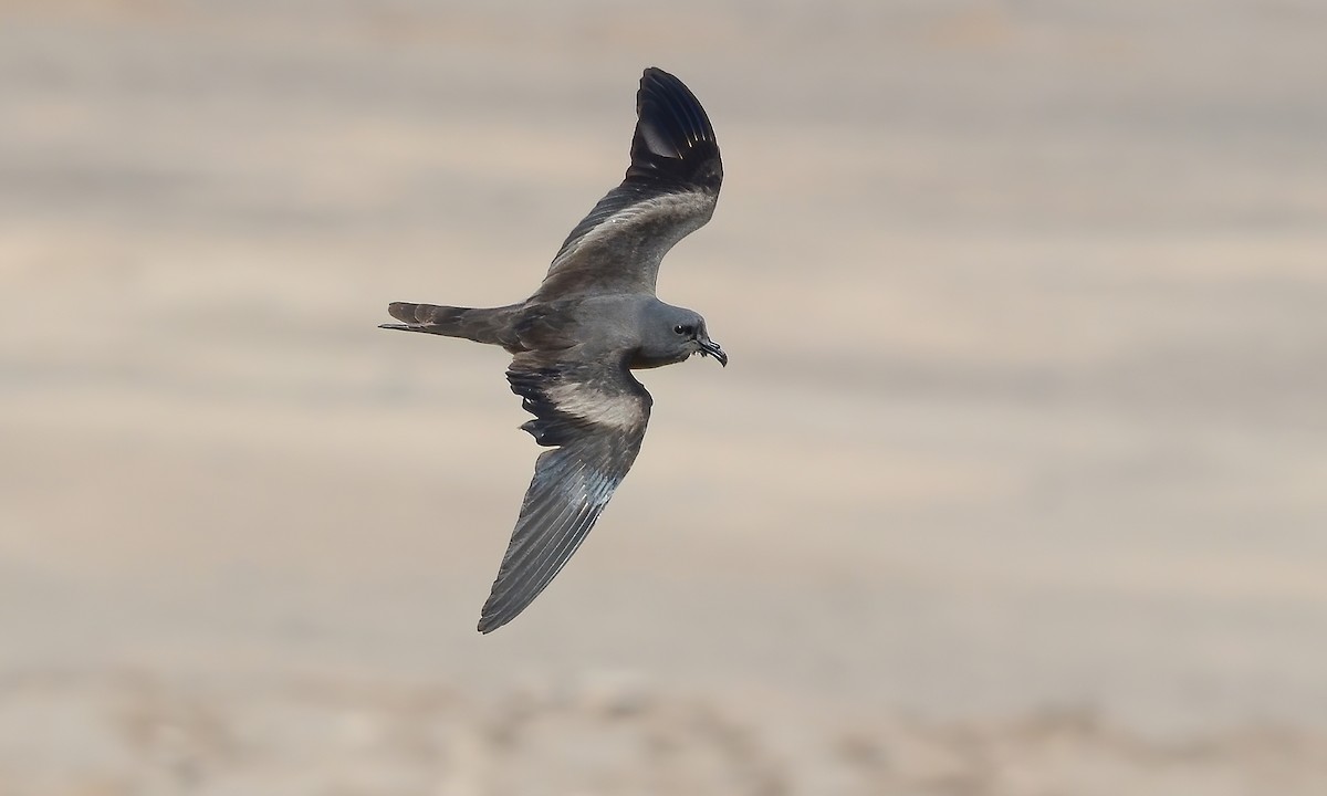 Markham's Storm-Petrel - Hydrobates markhami - Birds of the World