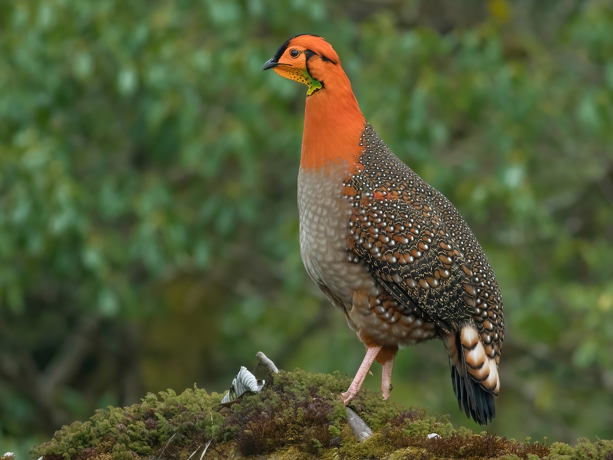 Blyth's Tragopan - Tragopan blythii - Birds of the World
