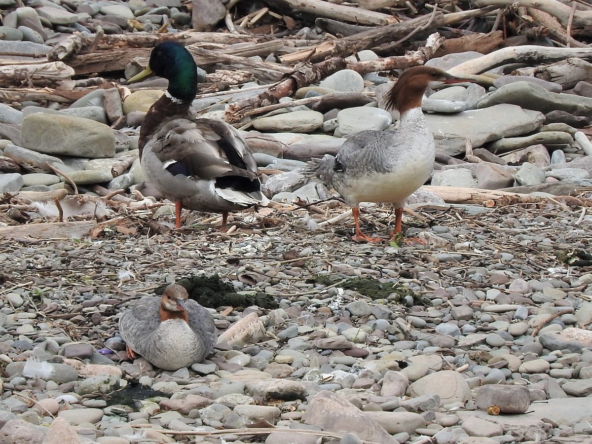 eBird Checklist - 9 Jun 2023 - Oakville--Bronte Harbour - 1 species