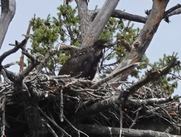 eBird Checklist - 9 Jun 2023 - Mt. Graham--Riggs Lake - 21 species