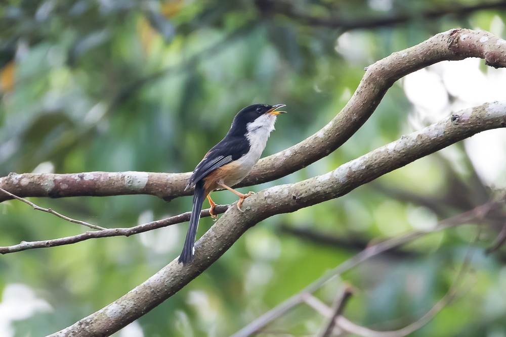Rufous-backed Sibia (Dalat) - eBird