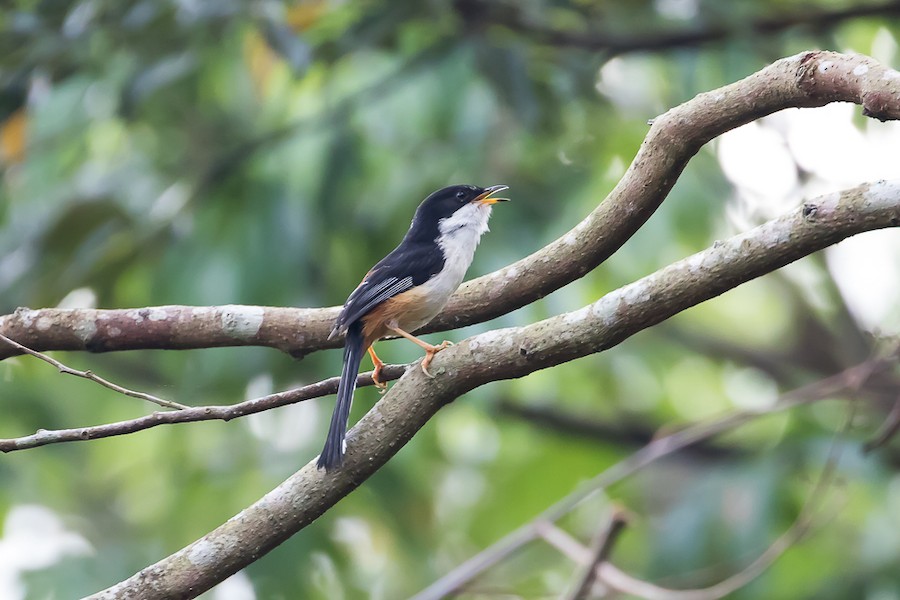 Rufous-backed Sibia (Dalat) - eBird