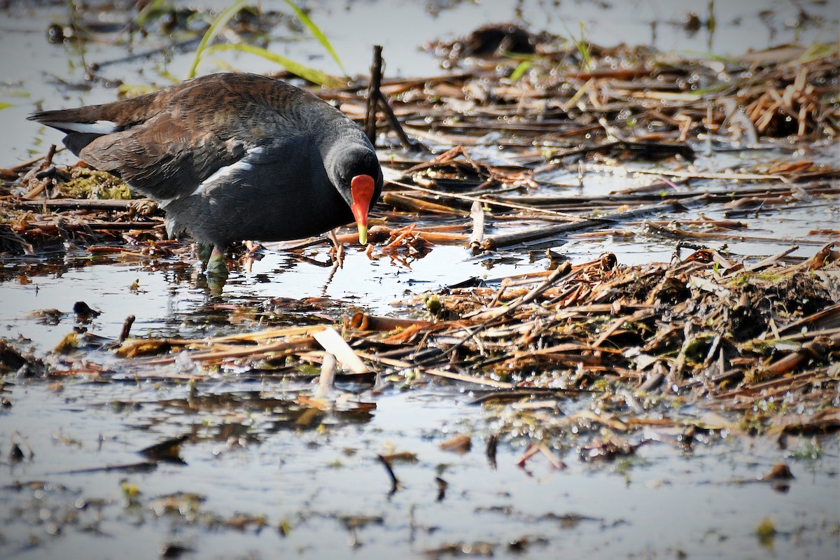 eBird Checklist - 4 Jun 2023 - Carlos Avery WMA - 16 species