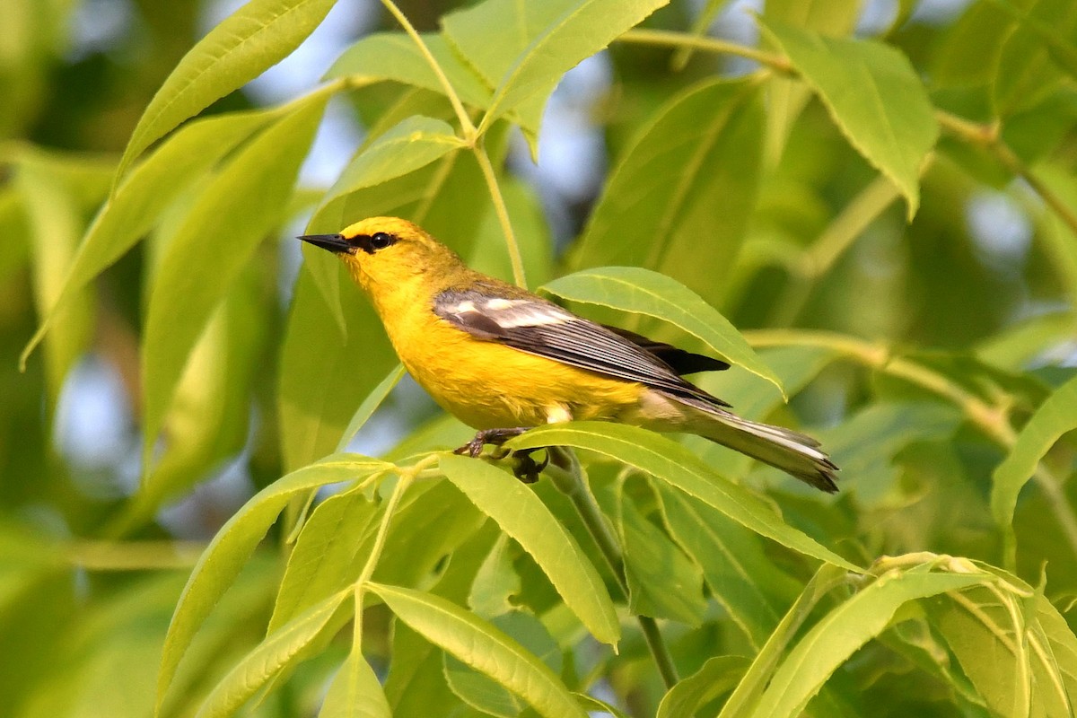 eBird Checklist - 10 Jun 2023 - Goodwin Road weather station - 36 species