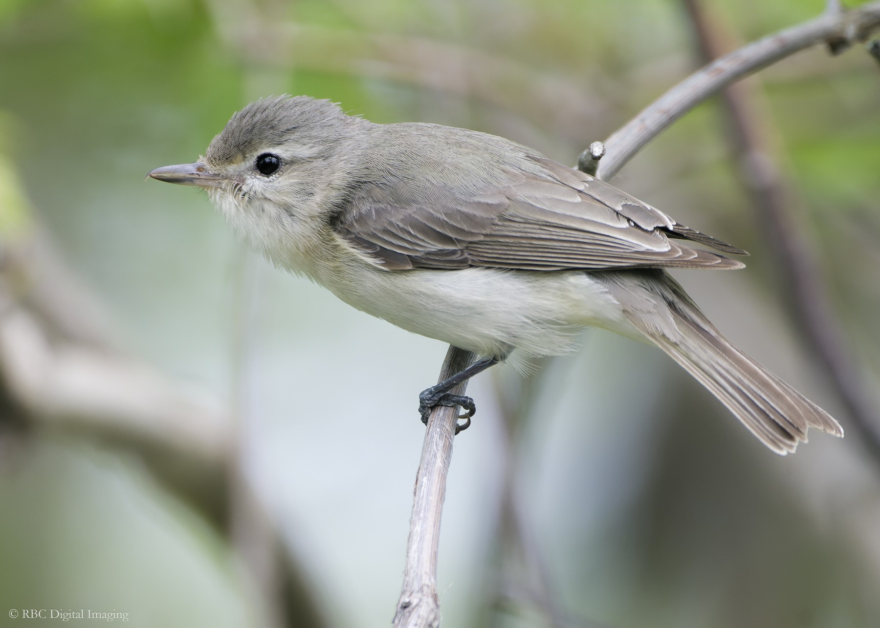 Warbling Vireo (Eastern) - eBird