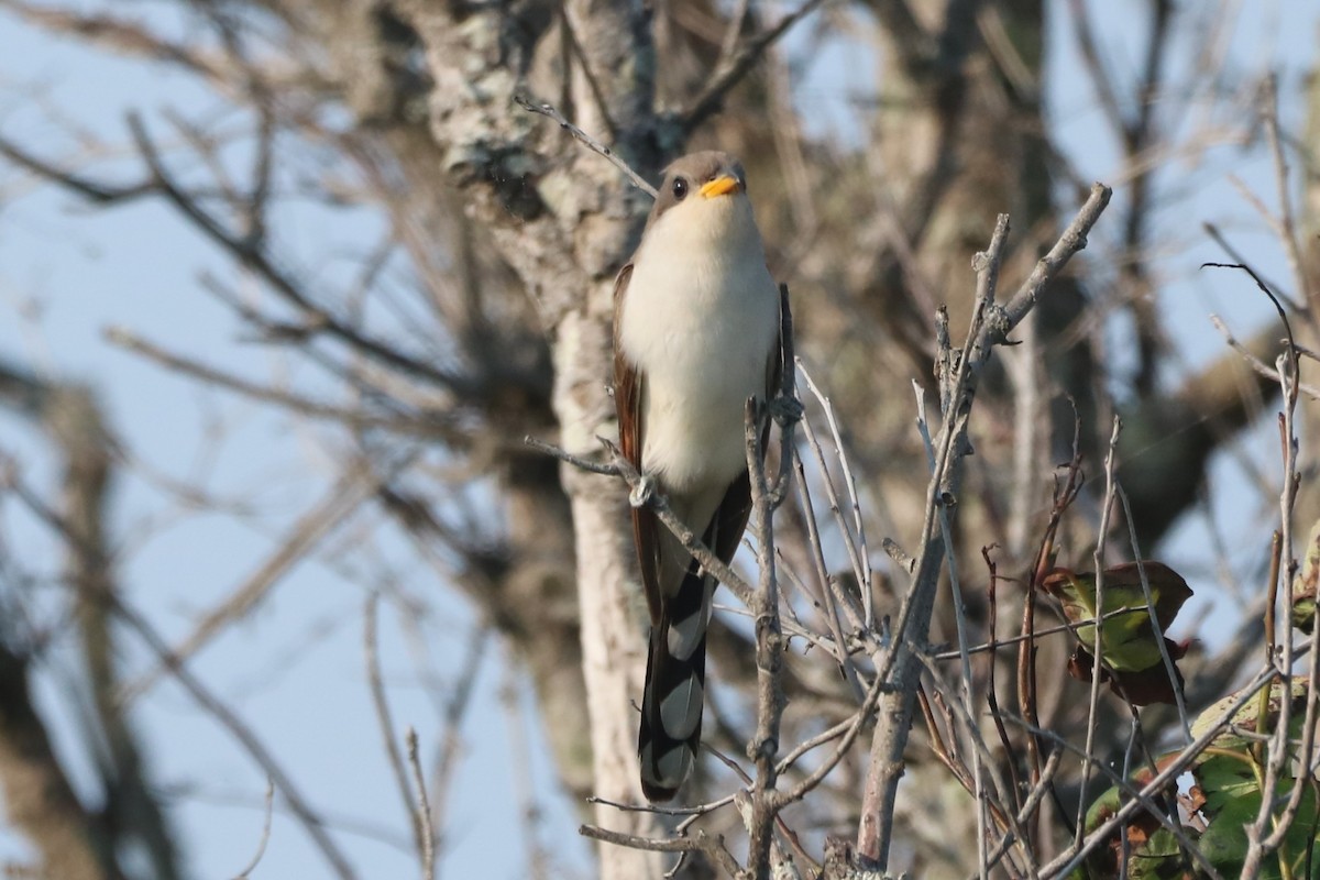 eBird Checklist - 10 Jun 2023 - **Back Bay NWR - 53 species