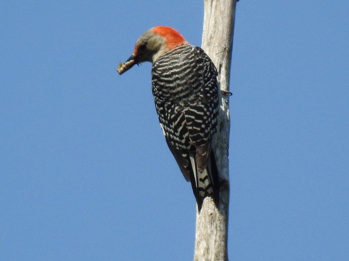 Maryland-DC Breeding Bird Atlas Checklist - 10 Jun 2023 - Serenity ...