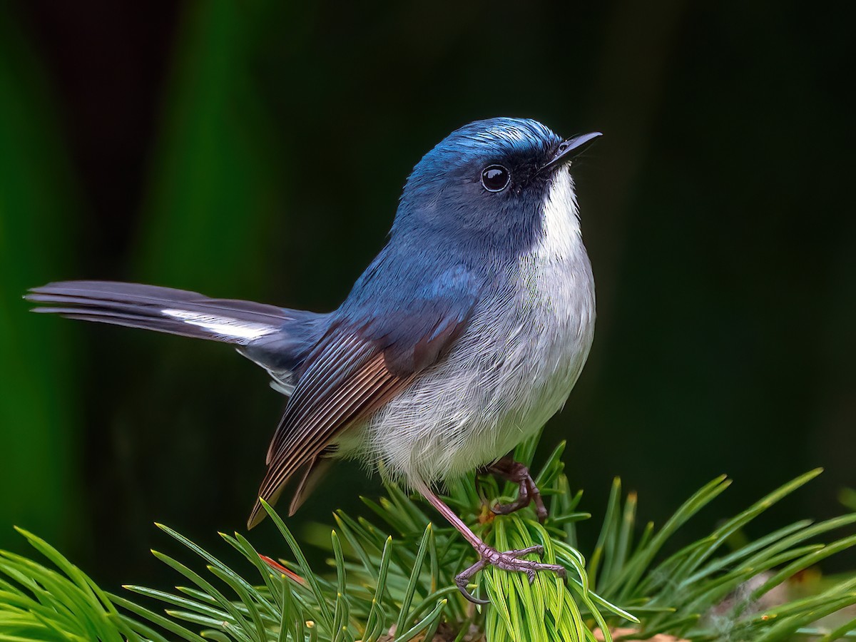 Slaty-blue Flycatcher - Ficedula tricolor - Birds of the World