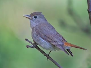Rusty-tailed Flycatcher - Ficedula ruficauda - Birds of the World