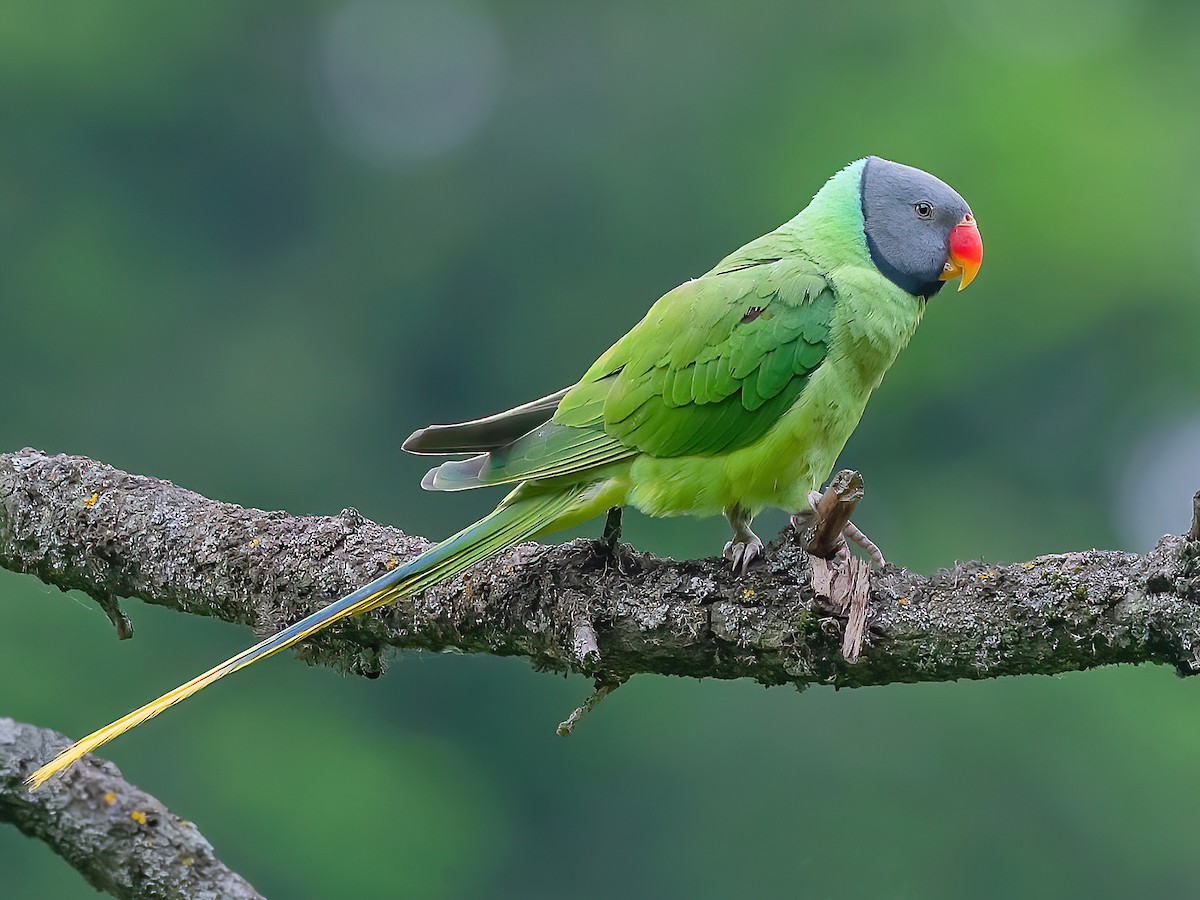 Slaty-headed Parakeet - Psittacula himalayana - Birds of the World
