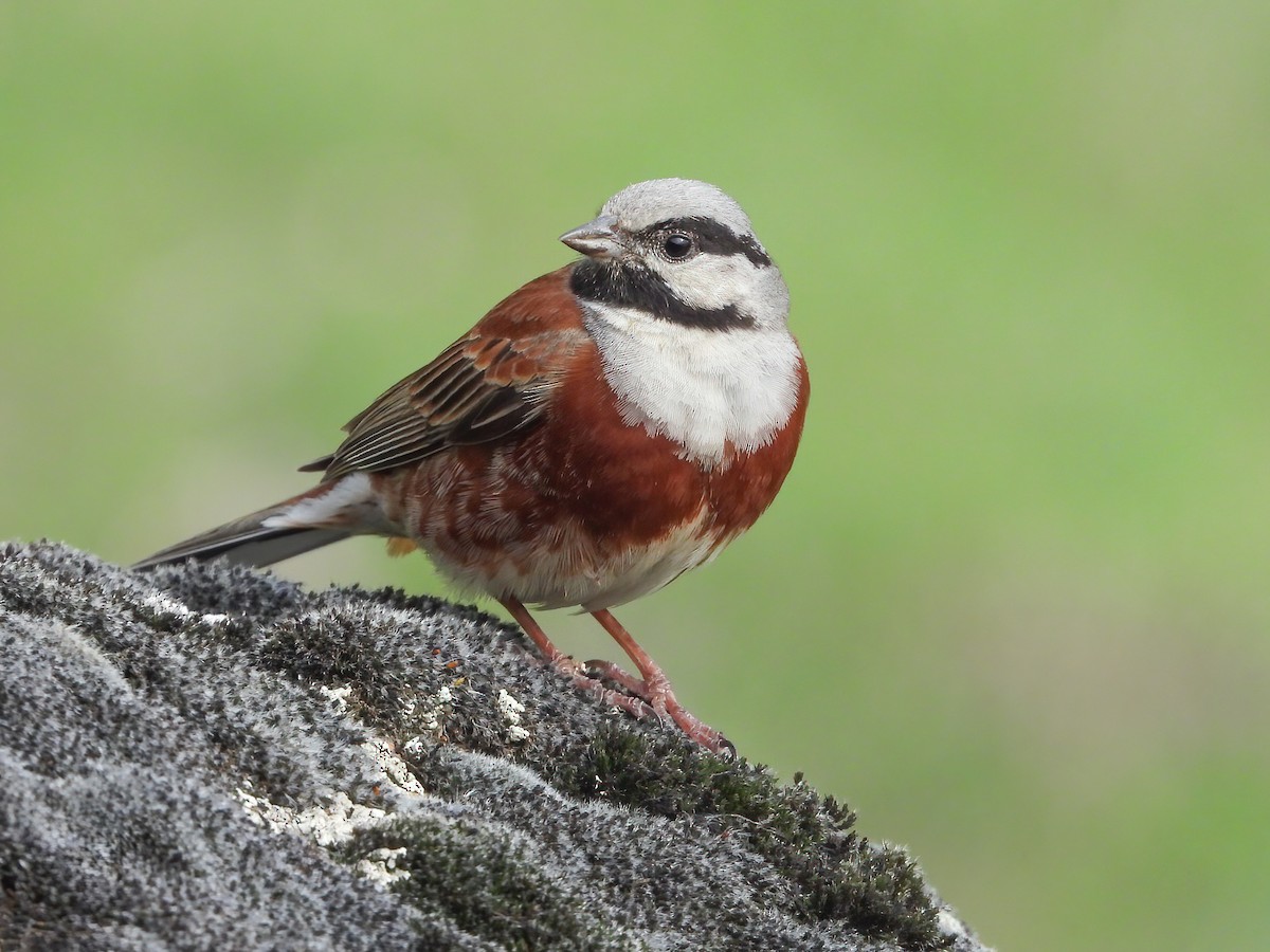 White-capped Bunting - Emberiza stewarti - Birds of the World