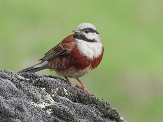 White-capped Bunting - Emberiza stewarti - Birds of the World