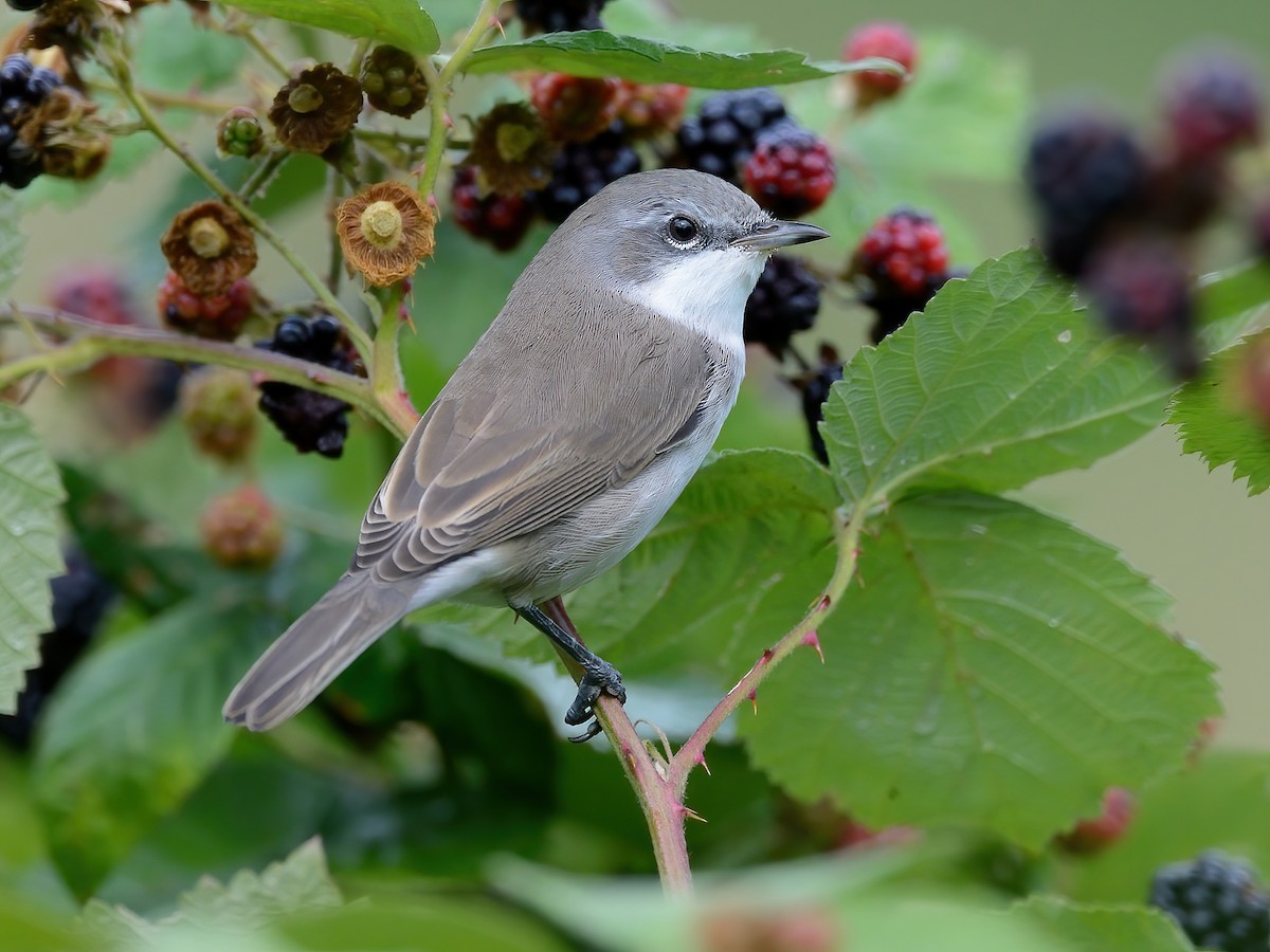 Lesser Whitethroat - Curruca curruca - Birds of the World