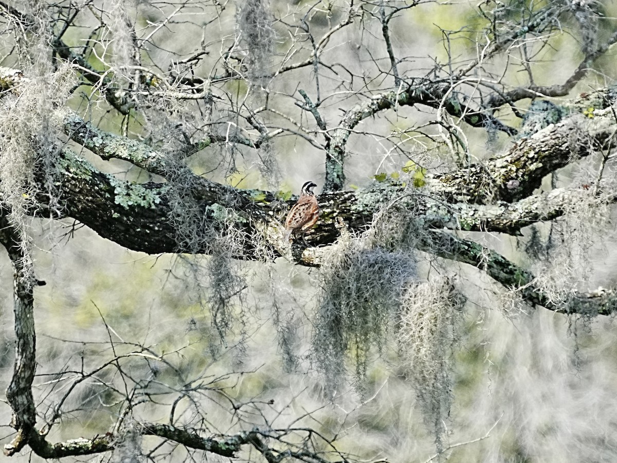 eBird Checklist - 10 Jun 2023 - Watermelon Pond area (Please consider ...