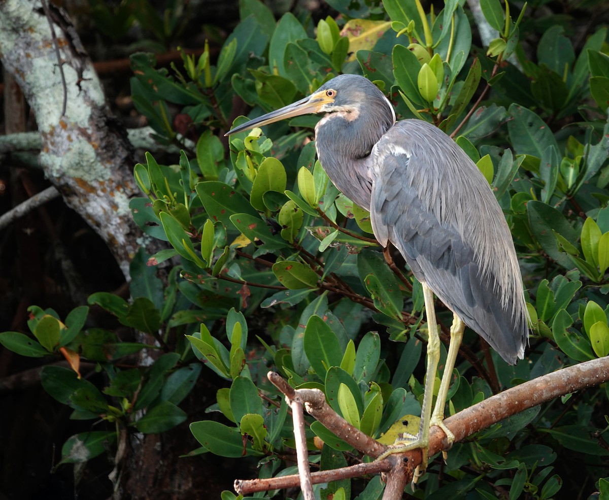 eBird Checklist - 10 Jun 2023 - Perico Preserve - 30 species