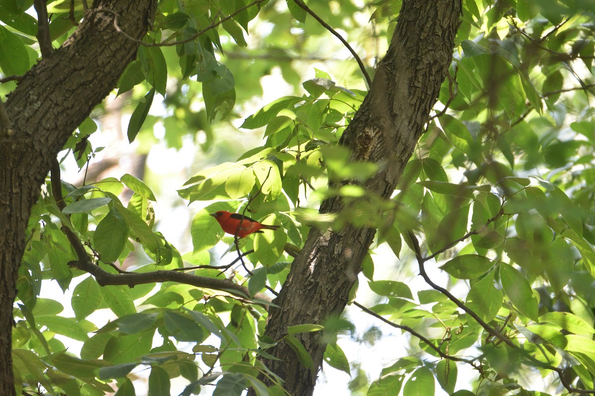 eBird Checklist - 10 Jun 2023 - Radio Tower Rd, no address yet - 1 species