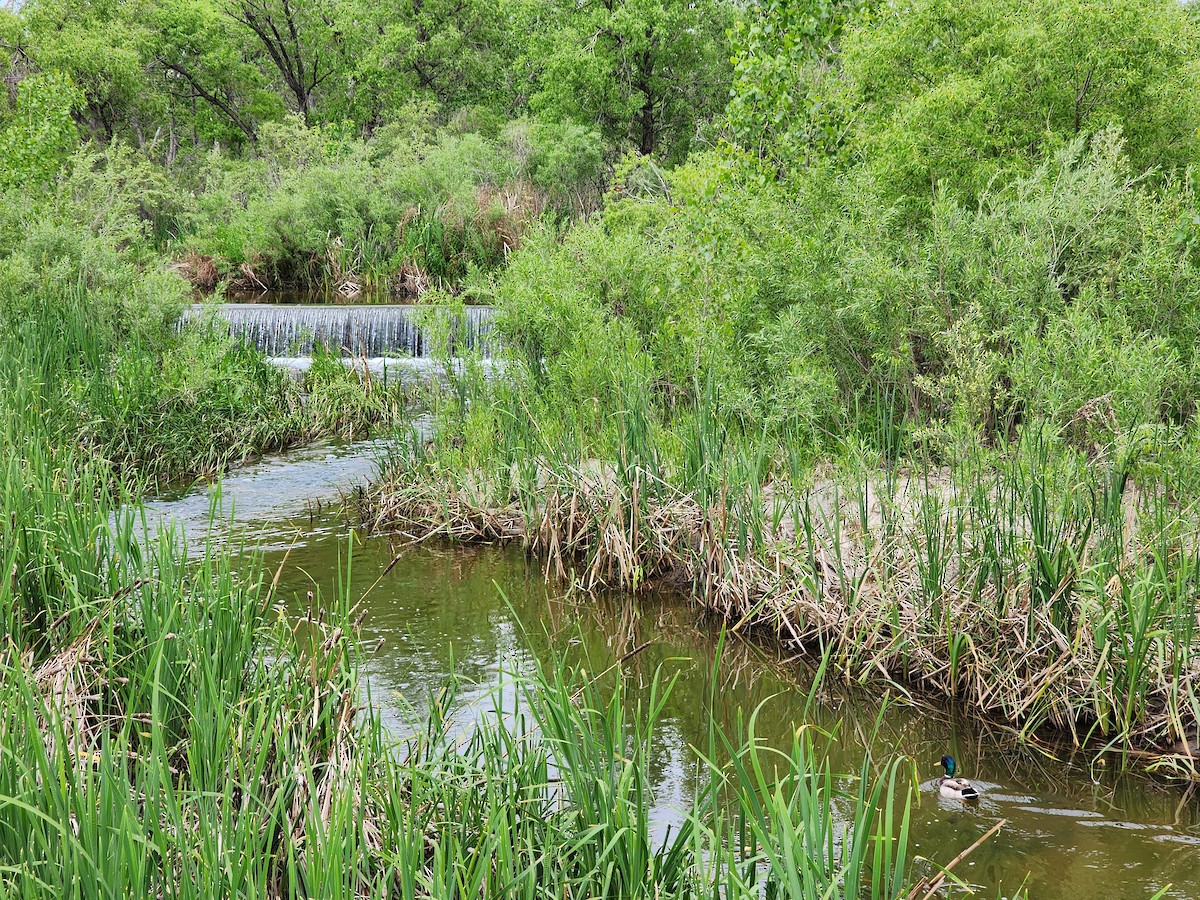 eBird Checklist - 10 Jun 2023 - Cherry Creek SP--South End - 7 species
