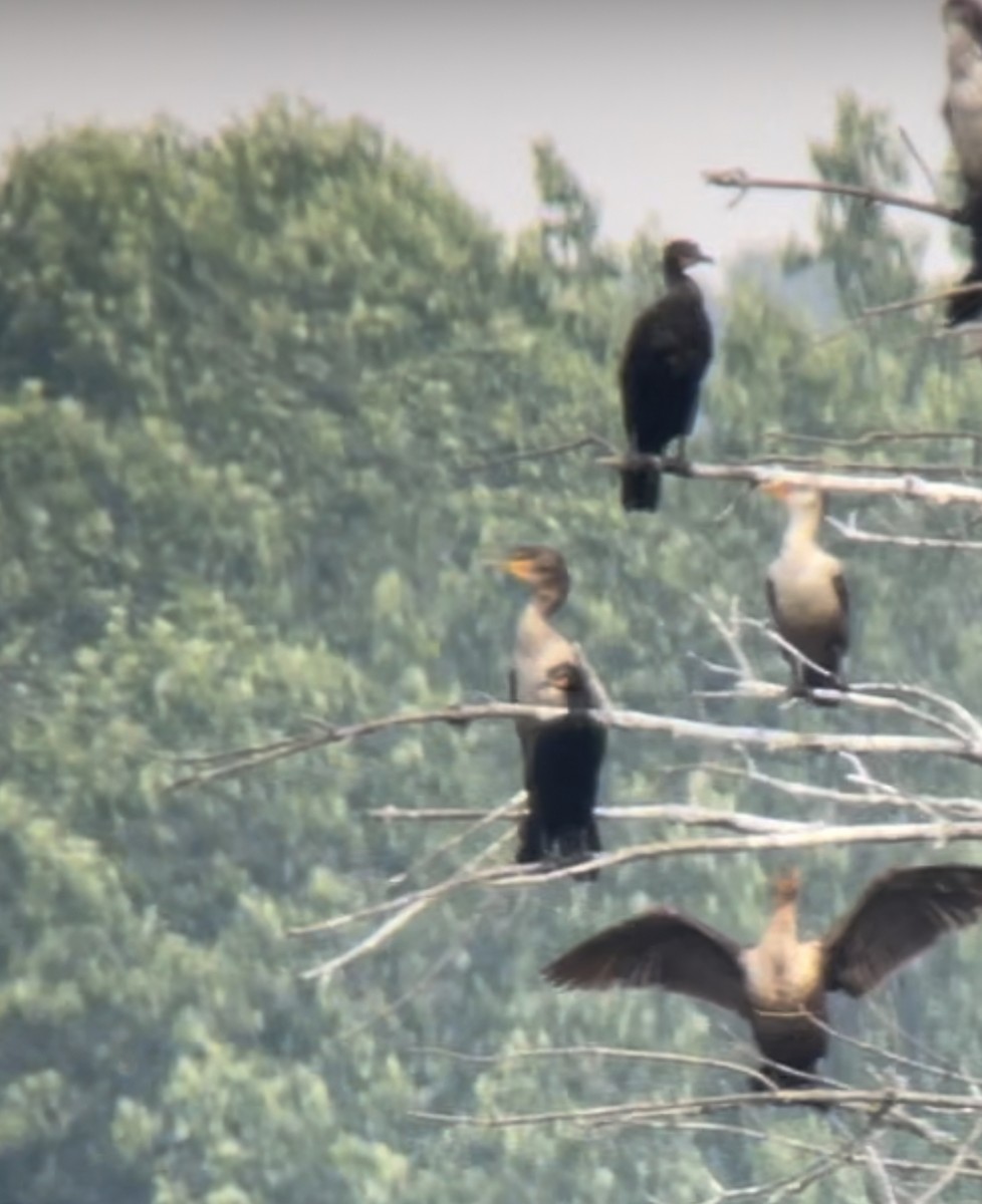 eBird Checklist - 10 Jun 2023 - Marsh Creek SP--West Side - 11 species