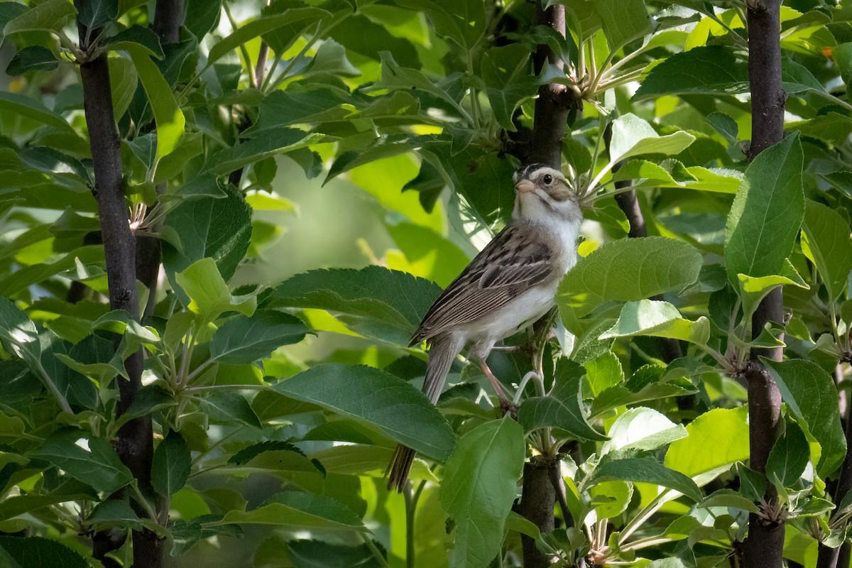 Media Search - Macaulay Library and eBird