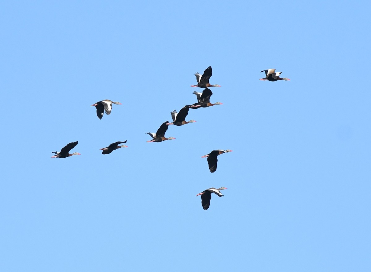 eBird Checklist - 10 Jun 2023 - Pope Paul II Blvd. - 18 species