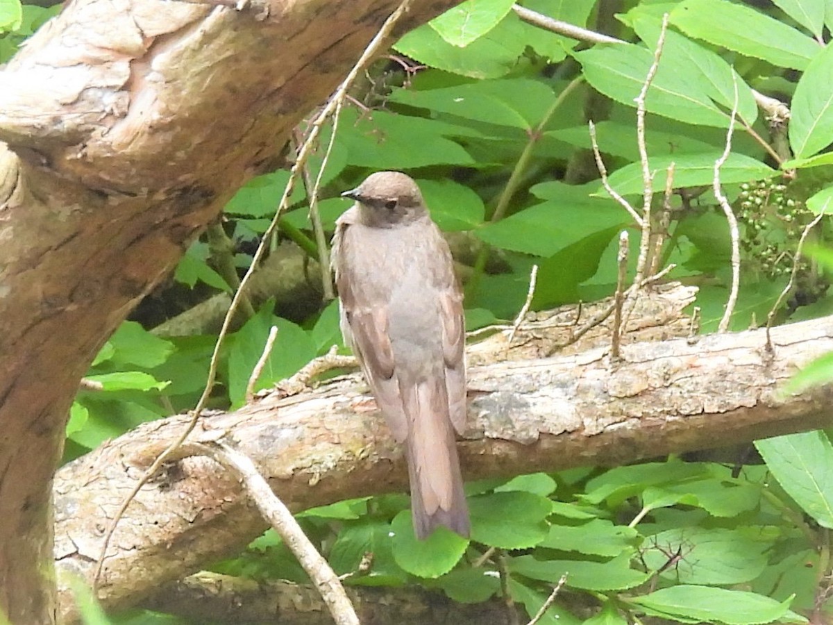 eBird Checklist - 7 Jun 2023 - Point Reyes Fish Dock overlook - 1 species