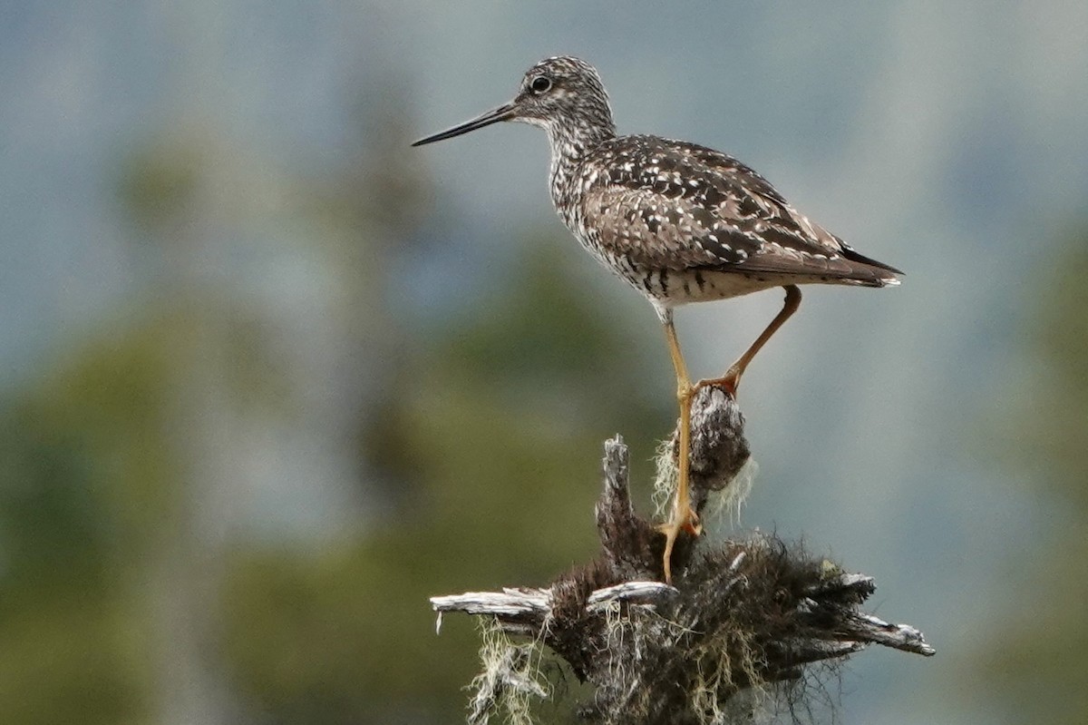 eBird Checklist - 10 Jun 2023 - Ohmer Ck. - 17 species