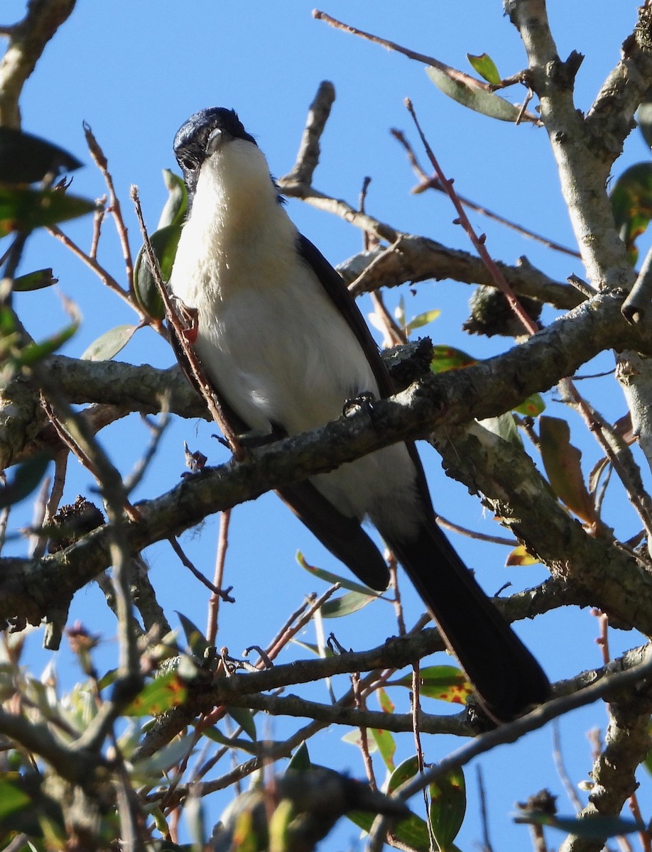 eBird Checklist - 11 Jun 2023 - Hunter Wetlands Centre (Newcastle) - 38 ...