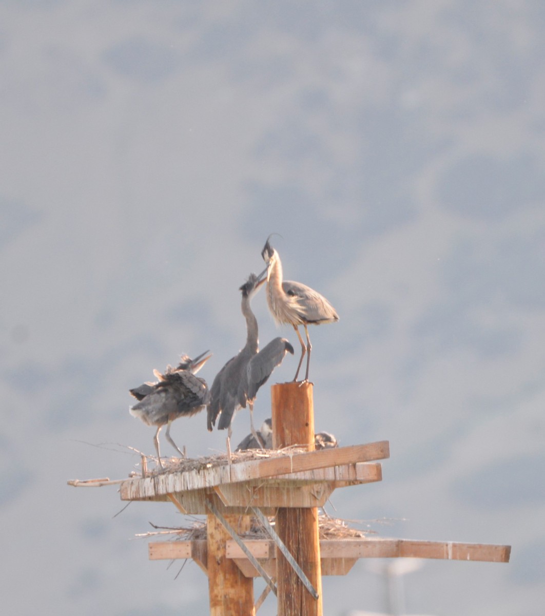 eBird Checklist - 11 Jun 2023 - Glover Lane & GSL Nature Center - 25 ...