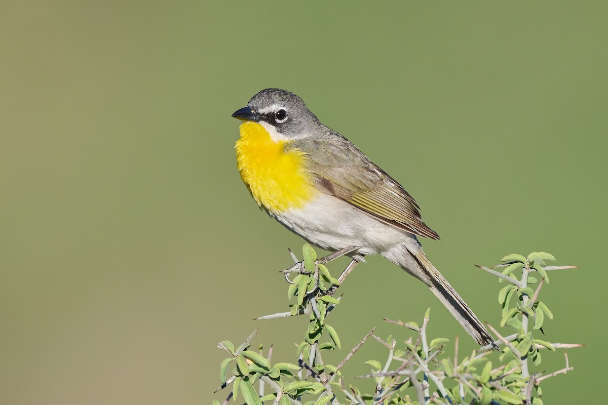 eBird Checklist - 29 May 2023 - Harshaw Canyon - 25 species