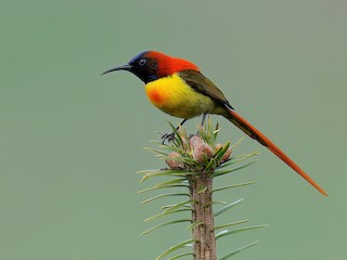Fire-tailed Sunbird - Aethopyga ignicauda - Birds of the World