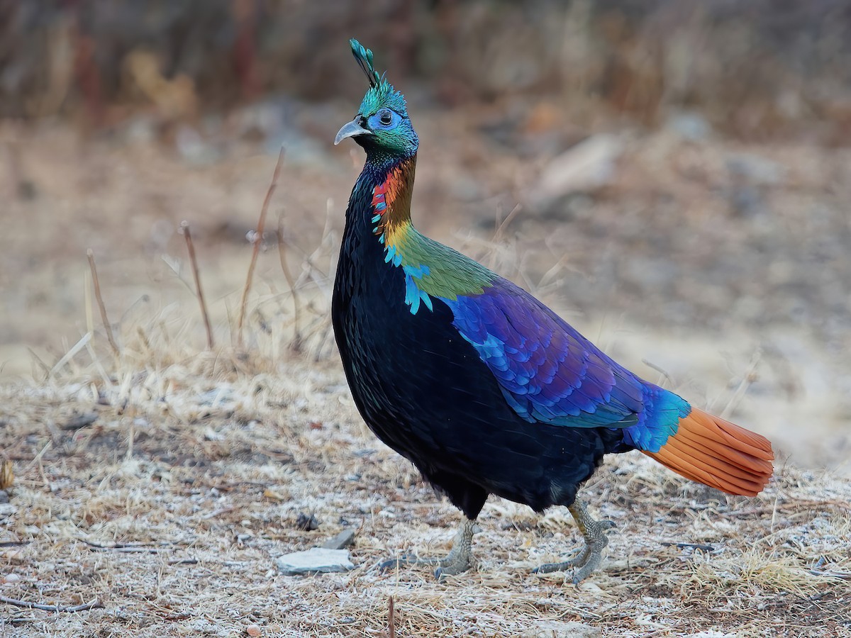Himalayan Monal - Lophophorus impejanus - Birds of the World