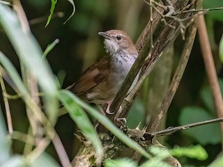 Sichuan Bush Warbler - Locustella chengi - Birds of the World