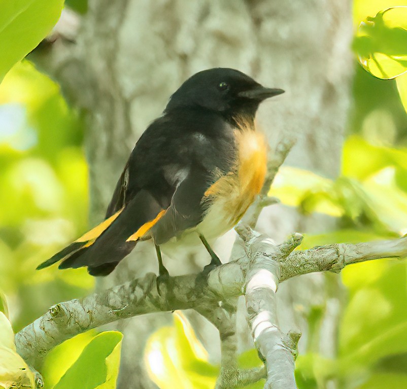 eBird Checklist - 11 Jun 2023 - Nantucket--Squam Swamp - 15 species