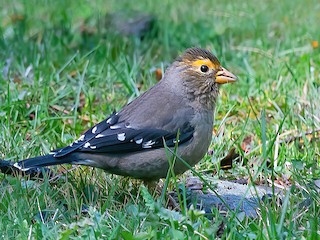 Spectacled Finch - Callacanthis burtoni - Birds of the World