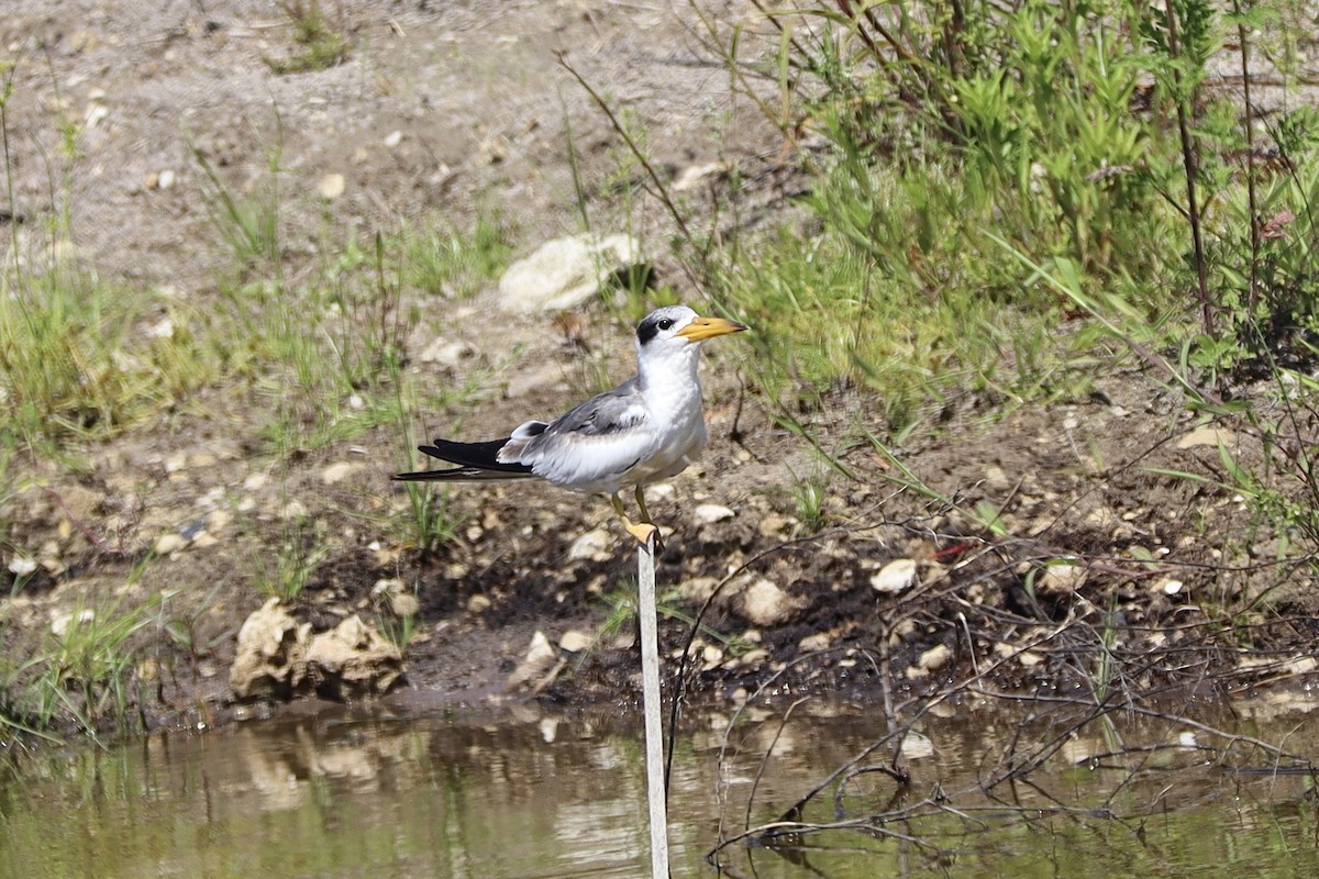 eBird Checklist - 10 Jun 2023 - Pope Paul II Blvd. - 18 species