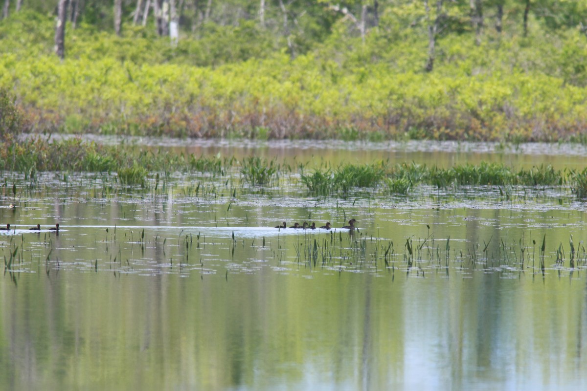 eBird Checklist - 10 Jun 2023 - Brownfield Bog WMA - 62 species