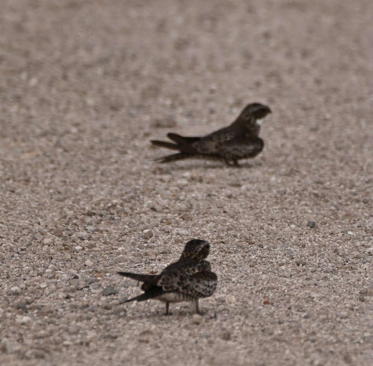 eBird Checklist - 11 Jun 2023 - Browns Farm Rd. - 22 species