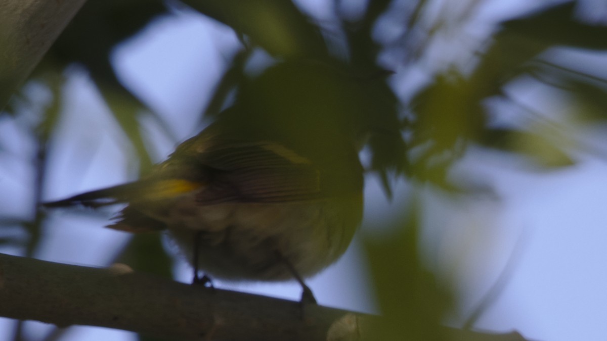 eBird Checklist - 11 Jun 2023 - Piute Ponds (permit required) - 41 species