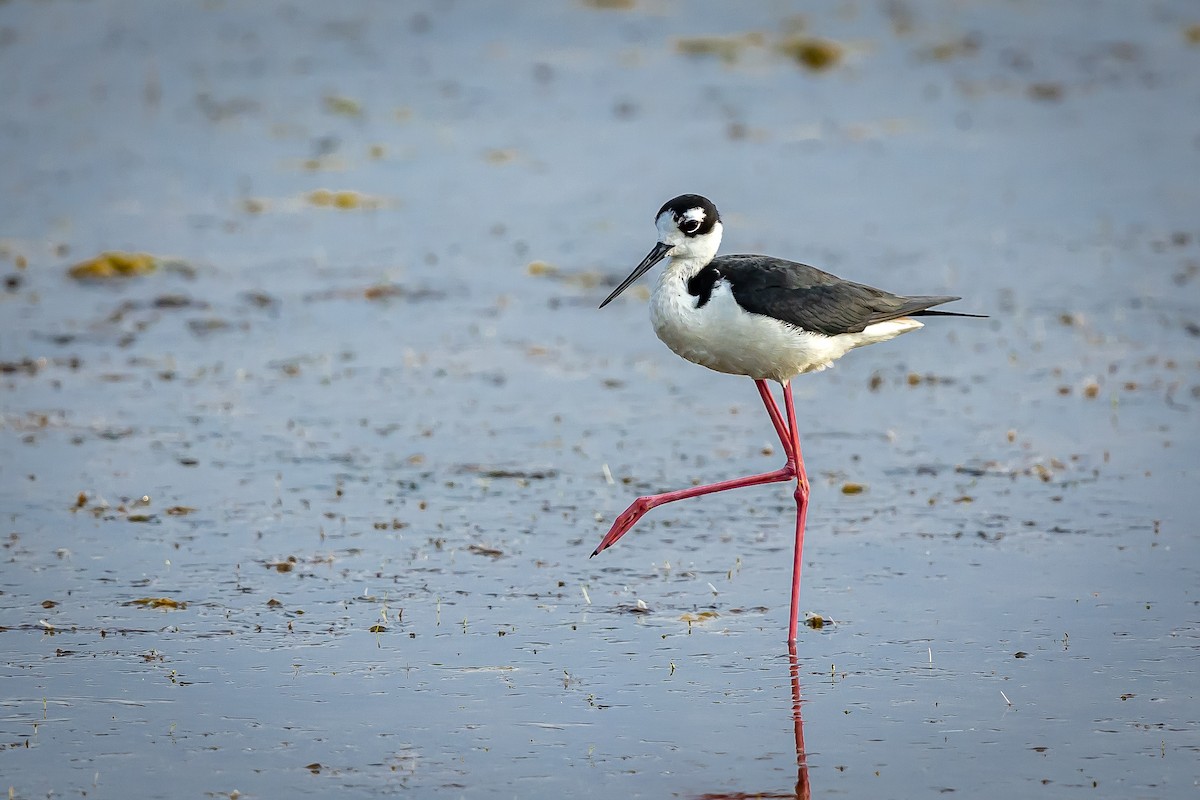 eBird Checklist - 12 Jun 2023 - Huntington Beach SP - 41 species