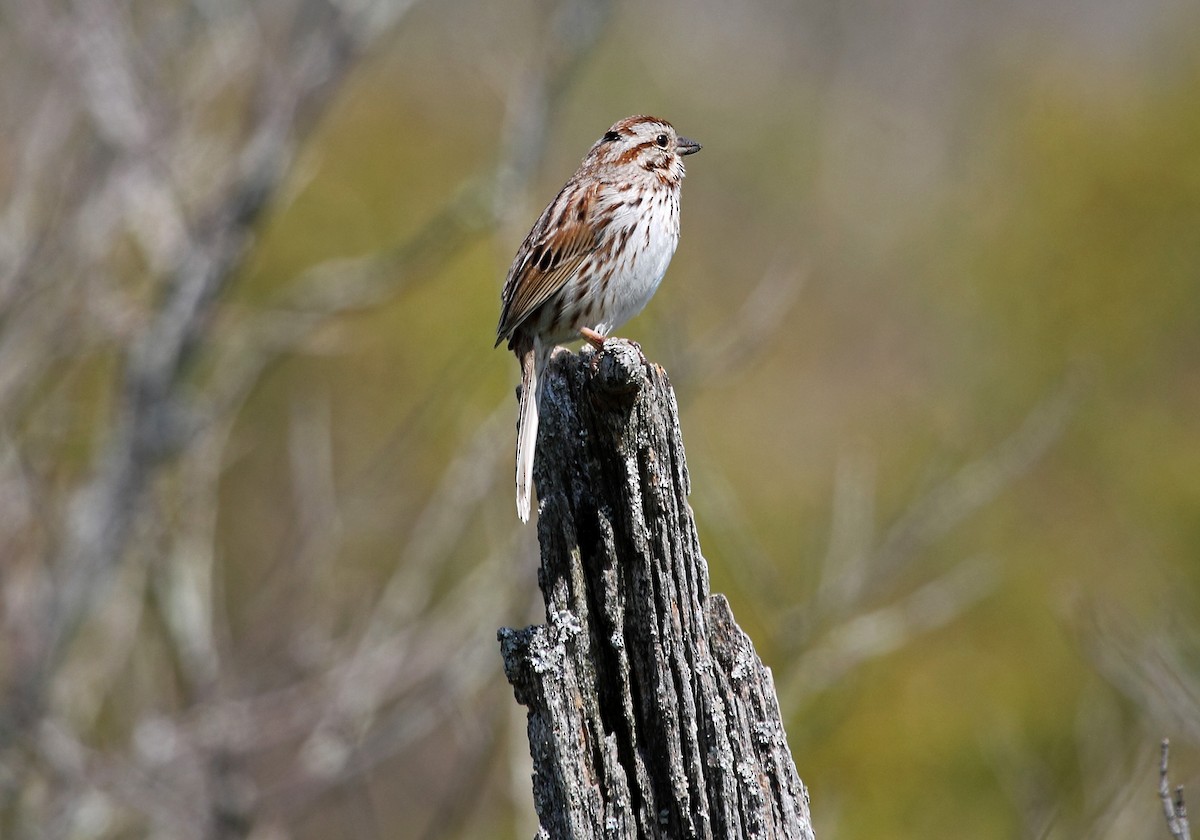 eBird Checklist - 21 May 2023 - Finzel Swamp--Field and Pond - 21 species