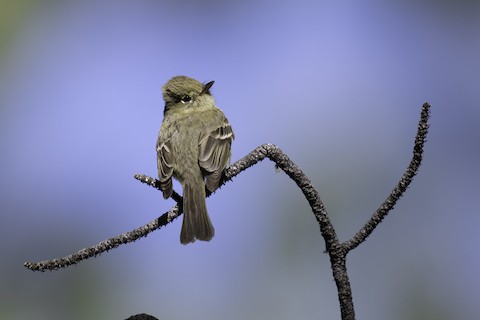 Cordilleran Flycatcher Flying