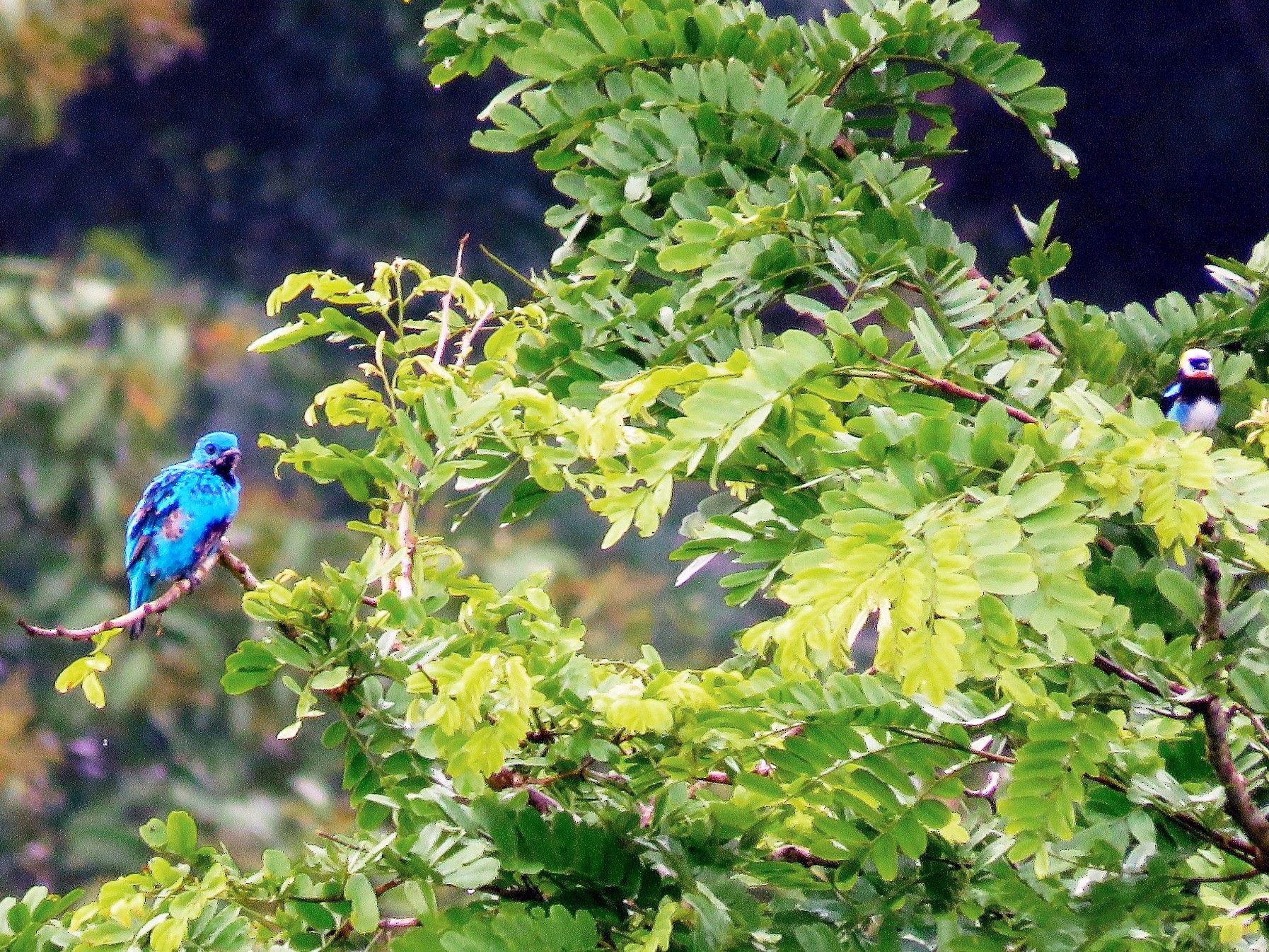 Blue Cotinga - eBird